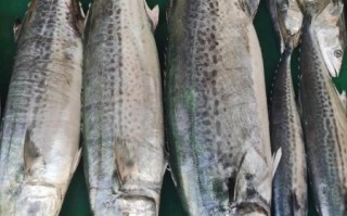 巴鱼多少钱一斤_巴鱼价格行情