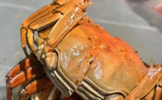 河蟹煮多久才熟_如何判断河蟹是否熟透