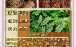 鸡骨草煲汤小孩能喝吗_鸡骨草汤儿童用量