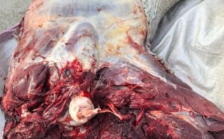 云南鸵鸟肉事件真相_鸵鸟肉能吃吗