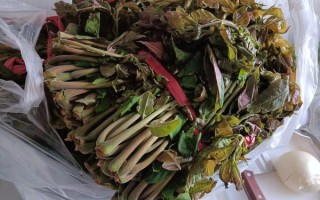 香椿芽咸菜怎么腌制好吃_香椿芽咸菜腌制配方