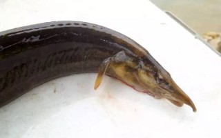 镰刀鱼是什么鱼_镰刀鱼图片长什么样