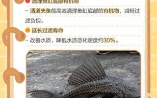 清道夫吃什么_清道夫鱼食物清单