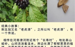 刺五加配什么药治失眠最有效_刺五加和酸枣仁能一起吃吗