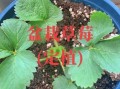 草莓怎么种_草莓种植方法详细步骤