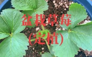 草莓怎么种_草莓种植方法详细步骤