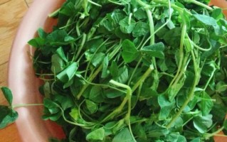 金花菜怎么炒好吃_金花菜炒几分钟口感最佳