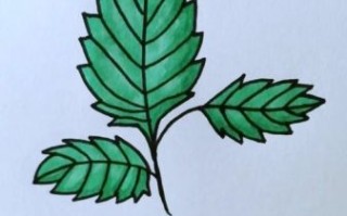 薄荷叶简笔画怎么画_薄荷叶图片简笔画教程