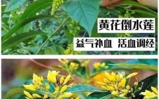 断肠草是什么_断肠草中毒怎么办