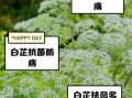 白芷的功效与作用_白芷能治什么病