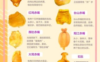 花胶是什么食材_花胶的功效与作用