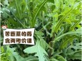 苦菊菜的功效与作用_苦菊菜图片长什么样