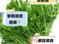 苦菊什么人不能吃_苦菊禁忌人群