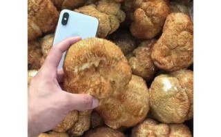 野生猴头菇怎么处理_新鲜猴头菇怎么清洗