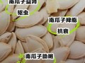 男人吃南瓜子有什么好处_南瓜子对男性真的有用吗