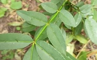 野花椒长什么样_野花椒图片特征