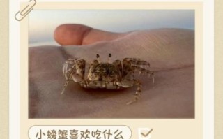 野生小螃蟹吃什么食物_怎么喂养才健康