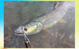 鳡鱼图片大全_鳡鱼长什么样