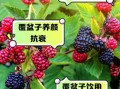 覆盆子的根有什么功效_覆盆子根泡水喝的禁忌