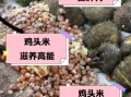鸡头米图片功效与作用_鸡头米怎么吃最养脾胃