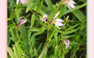 清热解毒祛痘的中药有哪些_怎么用效果最好