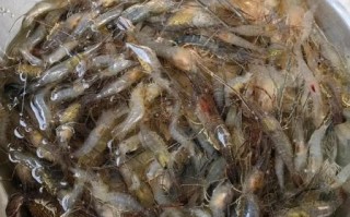 小河虾头能吃吗_小河虾头怎么处理才安全