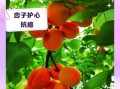 杏子的功效与作用禁忌_杏子吃多了会怎样