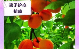 杏子的功效与作用禁忌_杏子吃多了会怎样