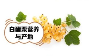 红醋栗的功效与作用_红醋栗怎么吃最营养