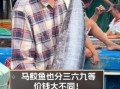 新鲜马鲛鱼多少钱一斤_马鲛鱼价格行情