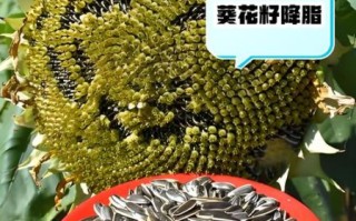 葵花籽的功效与作用及禁忌_哪些人不能吃葵花籽