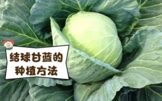 球甘蓝的功效与作用_球甘蓝怎么吃最营养