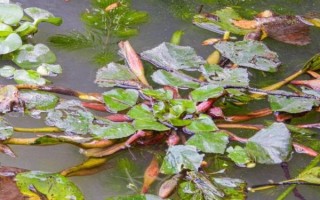 菱角长在哪里_菱角生长环境