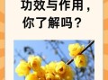 腊梅花茶的功效与作用_腊梅花茶怎么喝效果最好