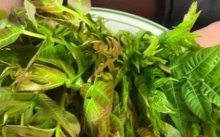 香椿芽炒鸡蛋怎么做_香椿芽要不要焯水