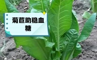 菊苣是什么_菊苣的功效与作用