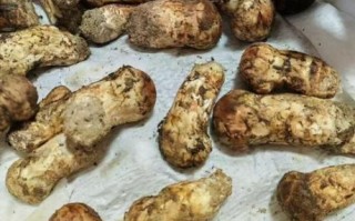 松茸多少钱一斤_松茸价格为什么那么贵