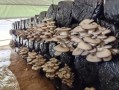 2000袋平菇投资多少钱_平菇种植成本利润