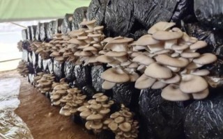 2000袋平菇投资多少钱_平菇种植成本利润