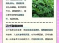 艾叶有什么功效与作用_艾叶泡脚的正确方法