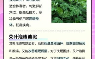 艾叶有什么功效与作用_艾叶泡脚的正确方法