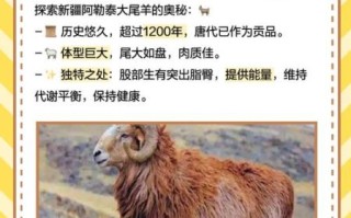 新疆清炖羊肉最正宗的做法_为什么选阿勒泰大尾羊
