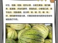 籽瓜怎么吃_籽瓜的吃法有哪些