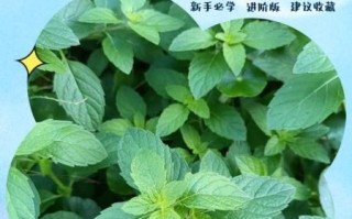 薄荷能驱蚊吗_薄荷驱蚊效果怎么样