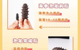 干海参怎么泡发_干海参的正确吃法