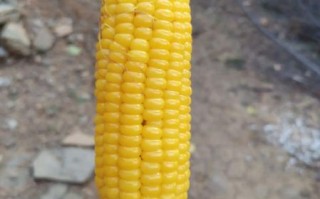 玉米炒葡萄暗号是什么_玉米炒葡萄暗号怎么用