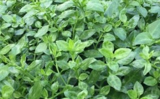 穿心莲图片高清图片_穿心莲长什么样