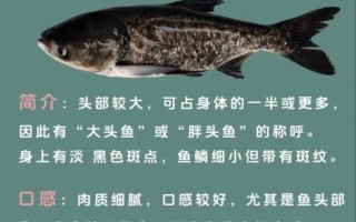 花鲢图片大全_如何挑选鲜活花鲢