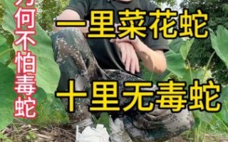 菜花蛇有毒吗_菜花蛇毒性真相