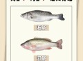 活鲈鱼是海鱼还是淡水鱼_市场常见鲈鱼种类